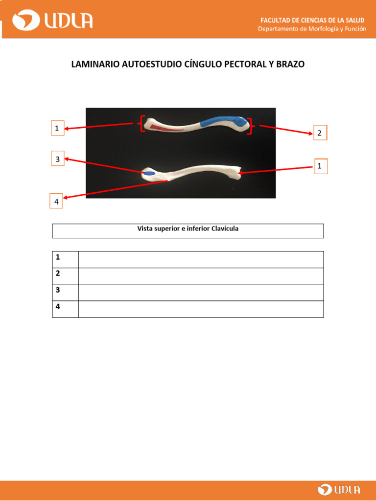 Laminario Clase 9 Cíngulo Pectoral y Brazo MYF201 202220 | PDF ...