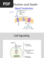 Mitosis and The Cell Cycle - Cell Division - AQA - GCSE Biology (Single ...