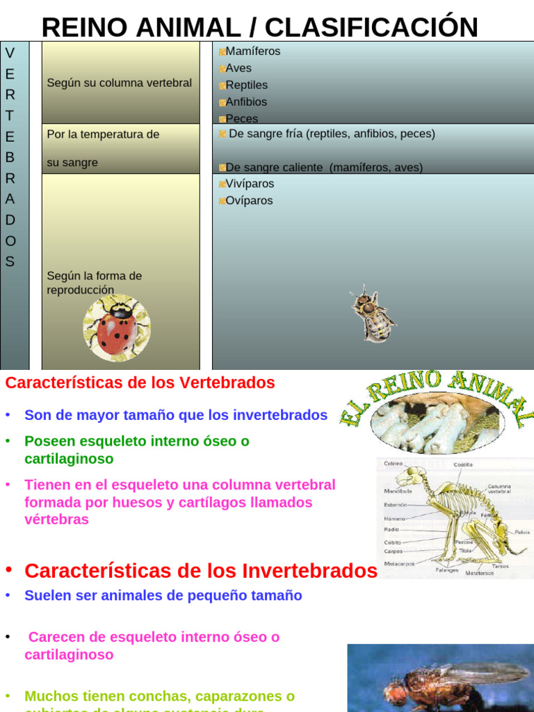 Animales Clasificacion | PDF | Reptil | Aves