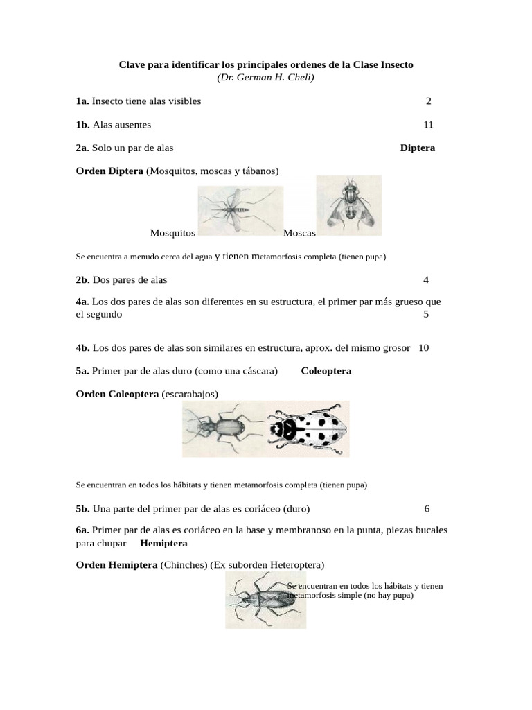 Claves para Identificar Insectos | PDF | Insectos | Mosca