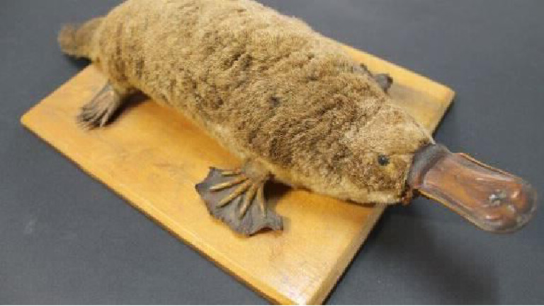 Inordinacion (ORNIT) | PDF