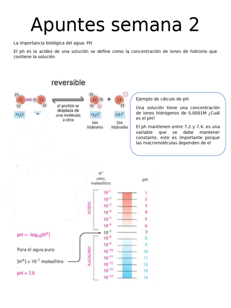 Apuntes Semana 2 Biocel | PDF | Carbohidratos | Proteínas