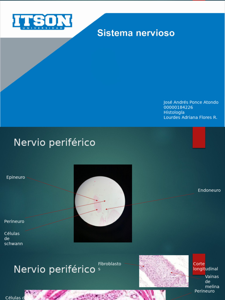 Presentación SISTEMA NERVIOSO | PDF
