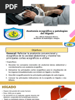 Eco Doppler Hepato Portal | PDF | Hígado | Vena