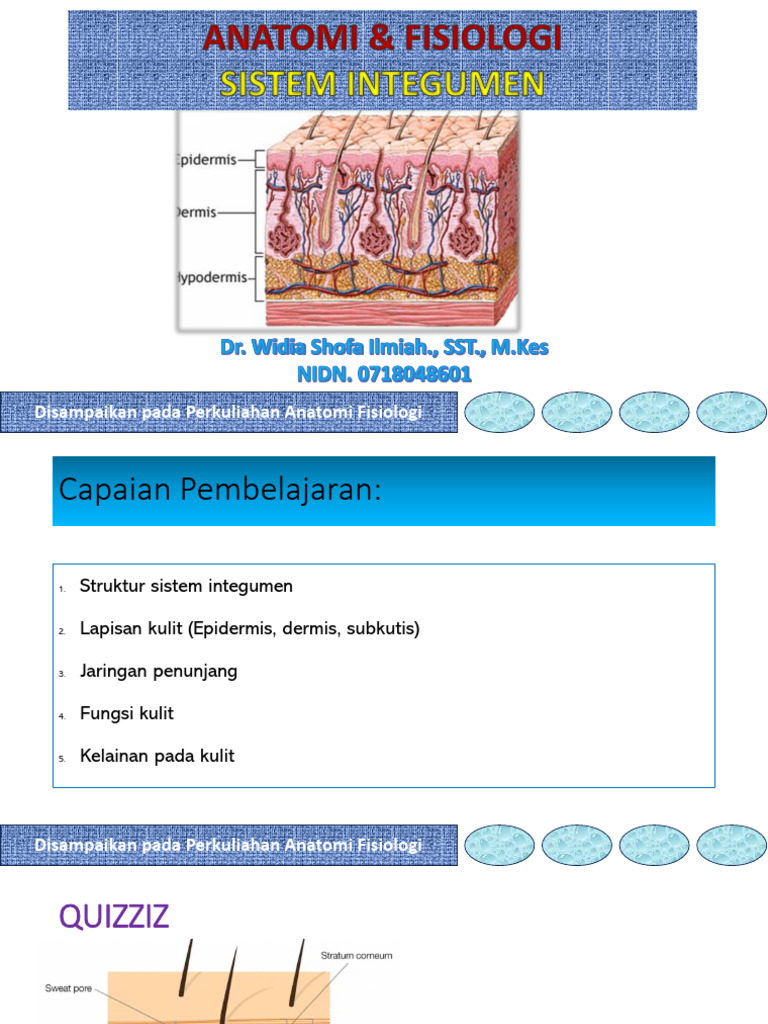 Anfis Sist. Integumen | PDF | Ilmu Sosial