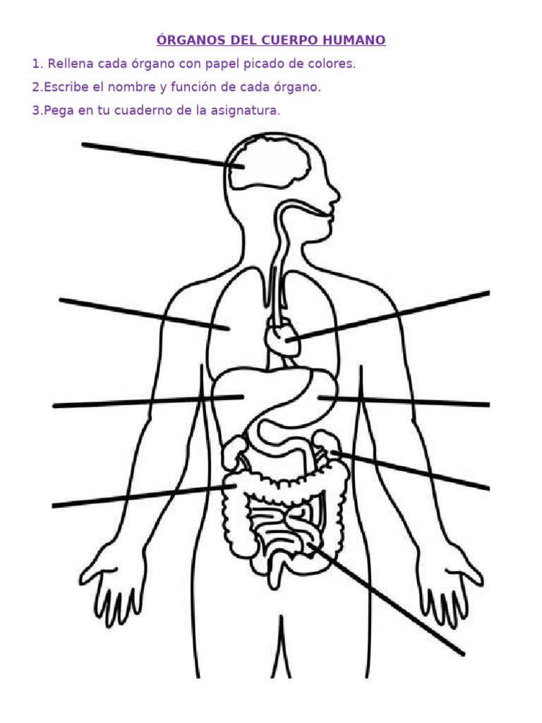 Órganos Del Cuerpo Humano | PDF