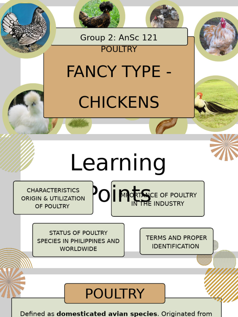 Ornamental Poultry Breeds Overview | PDF | Poultry | Chicken
