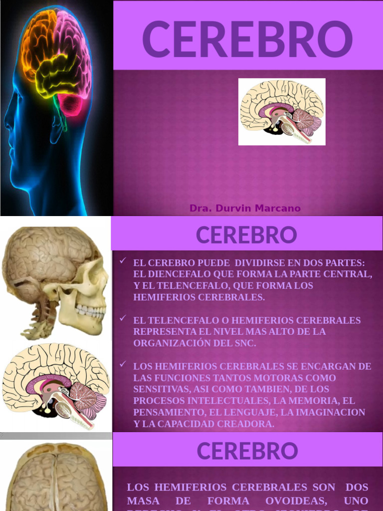 Cerebro Hemisferio C Diencefalomorfo III Dra. Durvin Marcano C. | PDF ...