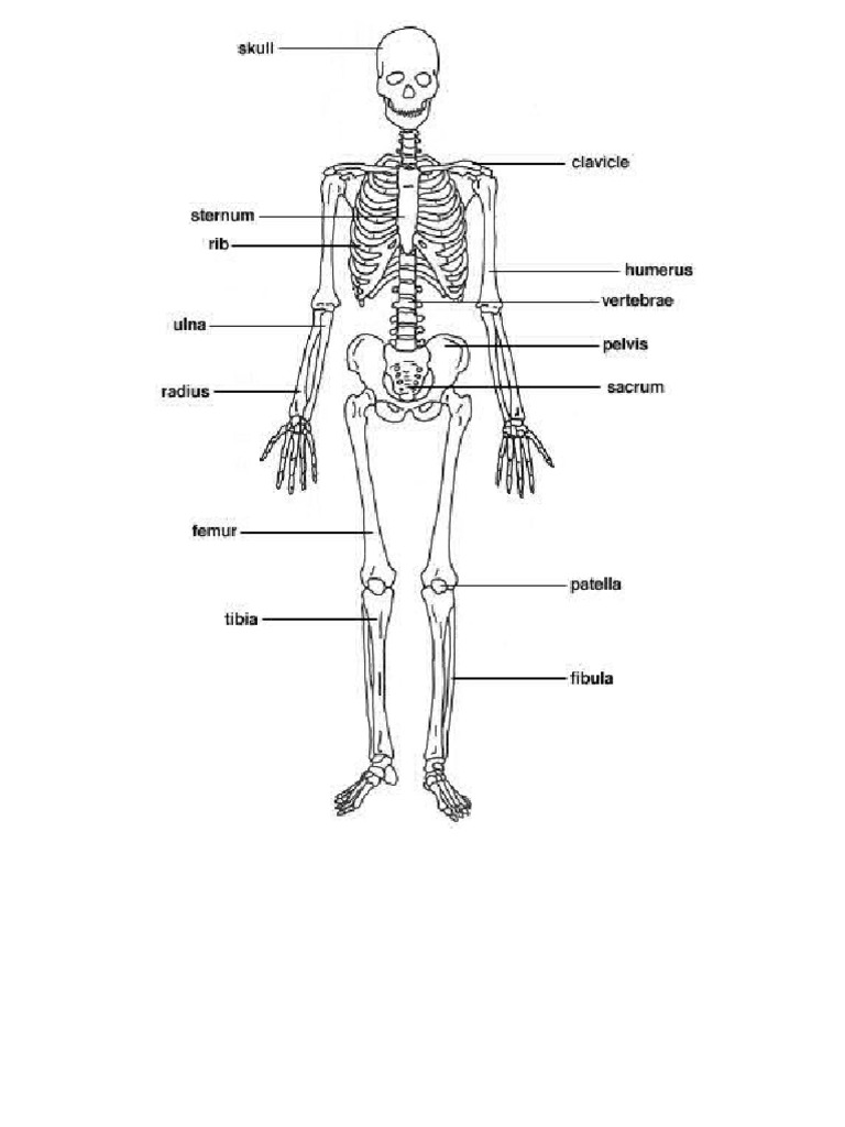 Skeletal System | PDF