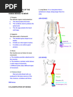 The Skeletal System - Skeleton - Living Organisms - KS3 Biology - BBC ...