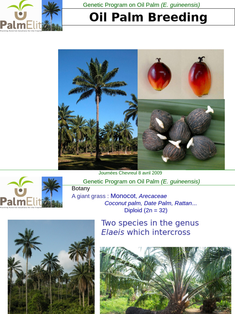Oil Palm Genetic Program Overview | PDF | Palm Oil | Vegetable Oil
