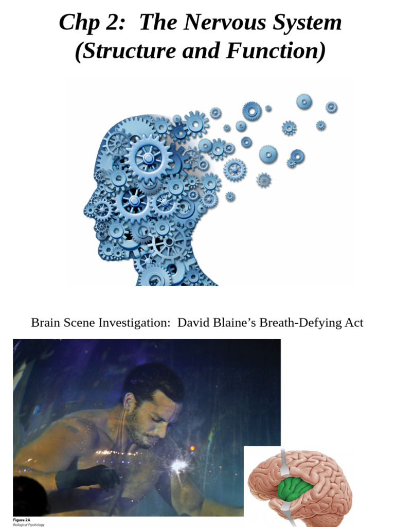 BN CHP 2 Neuroanatomy 2024 | PDF | Neuron | Nervous System