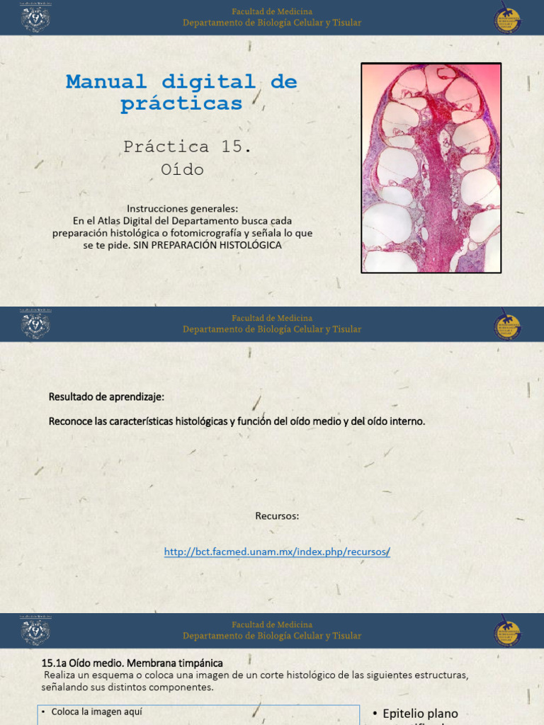 Practica 15. Oido | PDF | Oído | Epitelio