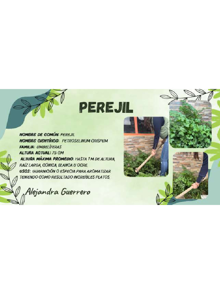 Perejil | PDF