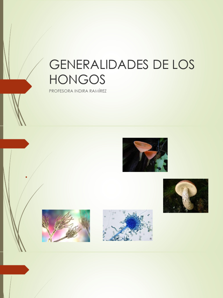 Glosario - Generalidades de Los Hongos | PDF | Hongo | Espora