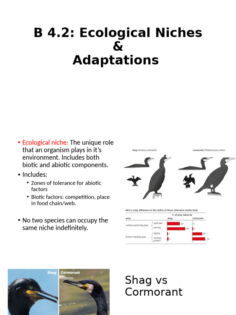 IB - B4.2 - Ecological Niches | PDF | Hominidae | Ecological Niche