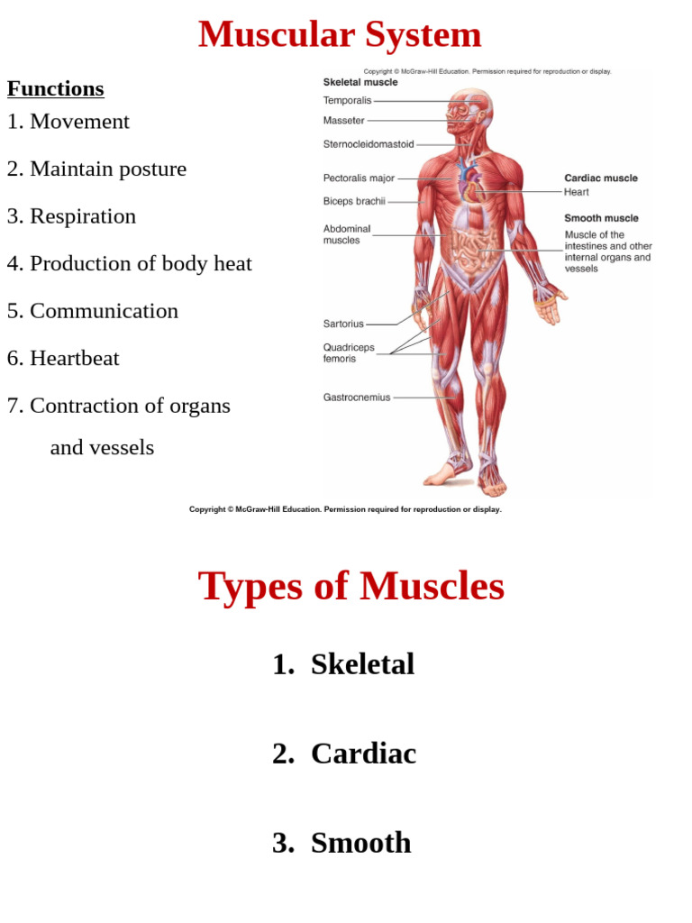 Muscular System | PDF | Chemical Synapse | Human Leg