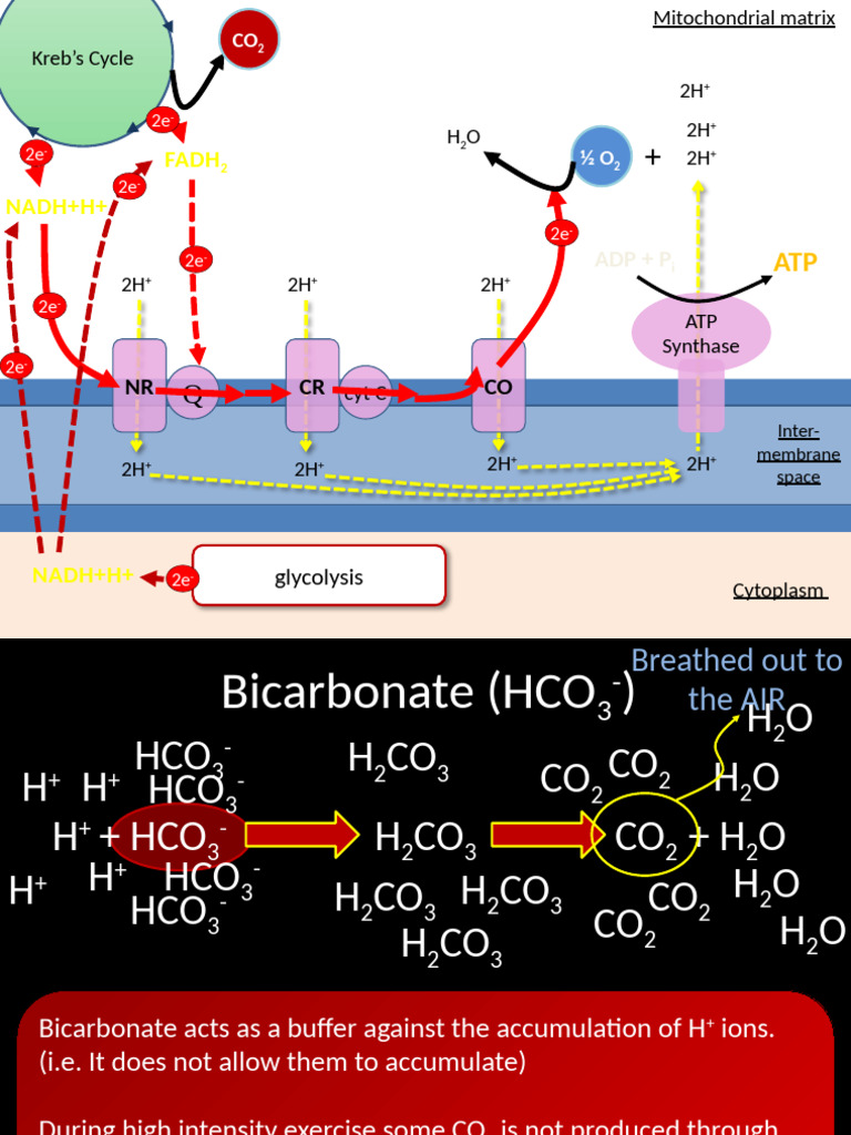 Fadh Nadh+H+: NR CO CR | PDF | Breathing | Exhalation