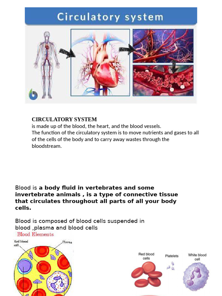 CIRCULATORY SYSTEM and respiratory system interation (1) | PDF