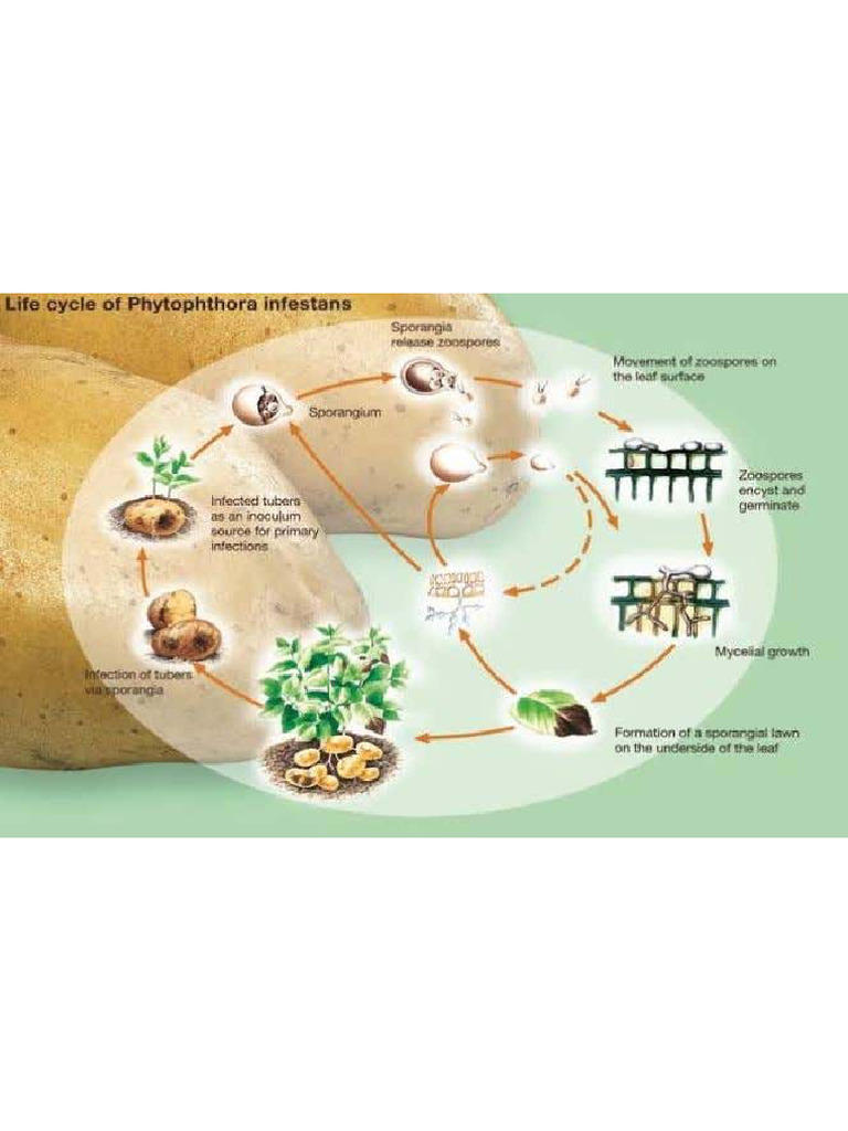 Life Cycle of Phytophthora Infestans | PDF