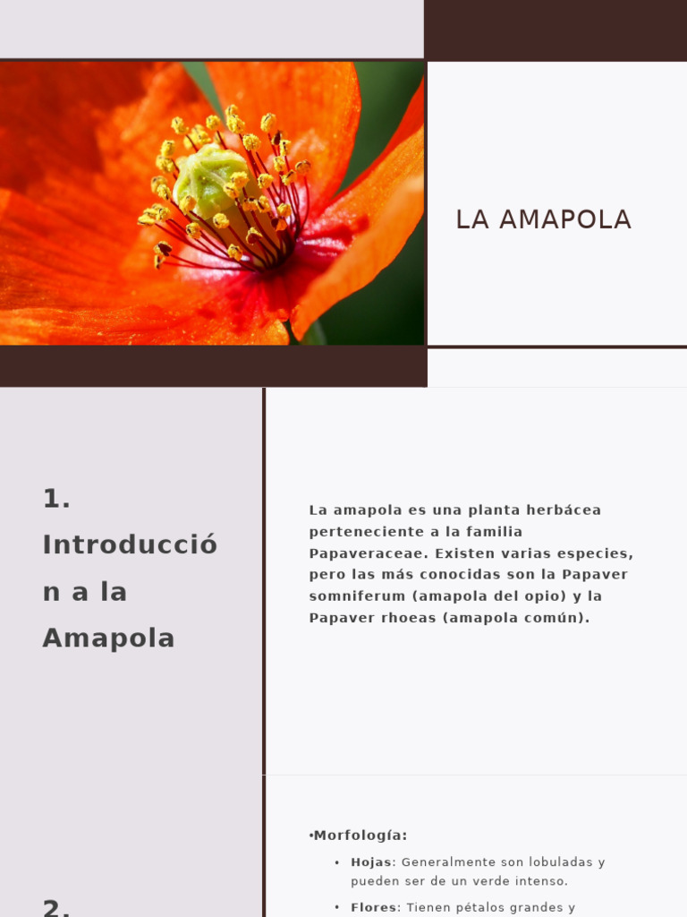 La Amapola | PDF | Plantas