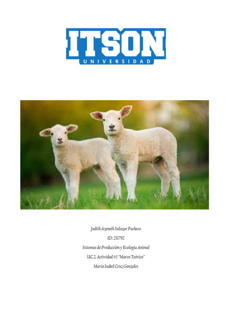 Marco Teorico | PDF | Oveja | Alimentos