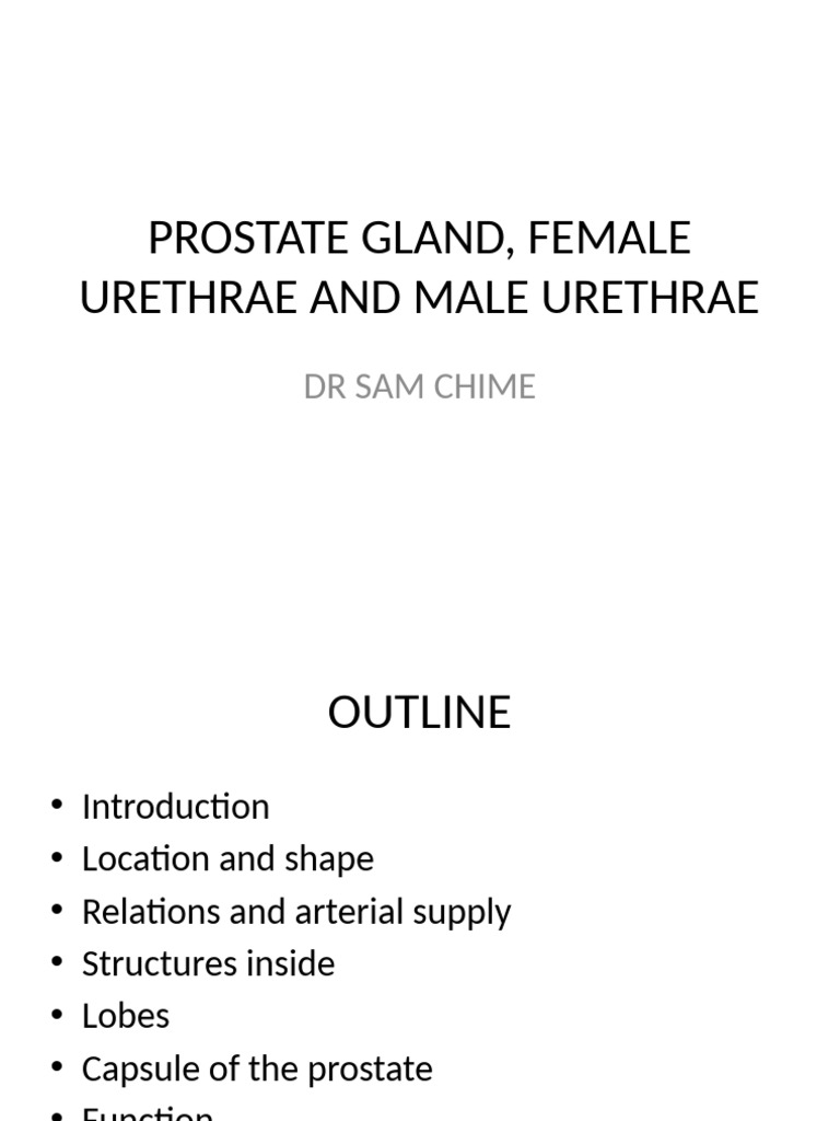 Prostate Gland, Female Urethrae and Male Urethrae | PDF | Prostate | Muscle