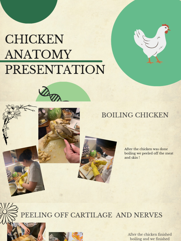 Chicken Anatomy Project | PDF | Cooking, Food & Wine