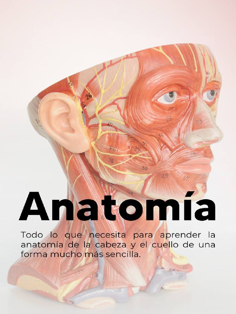 AnatomÍa+ Cabeza+y+El+Cuello | PDF | Otorrinolaringología | Anatomía humana
