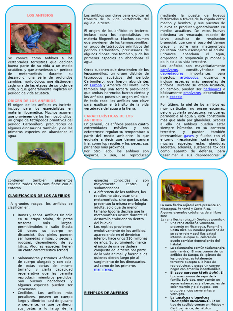 Triptico Anfibios | PDF | Anfibio | Zoología