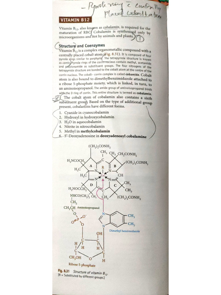 Vitamin B12 | PDF