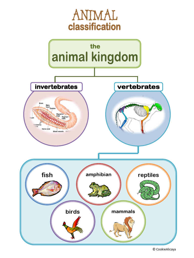 ANIMALKingdom Classification | PDF