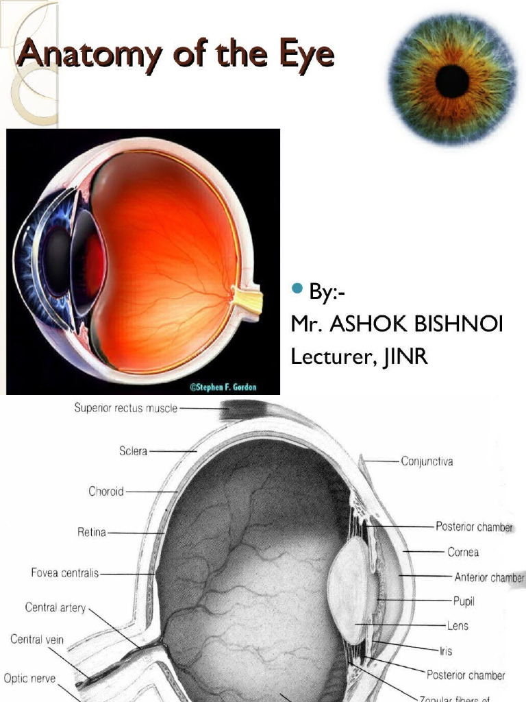 Eye Anatomy Akki | PDF