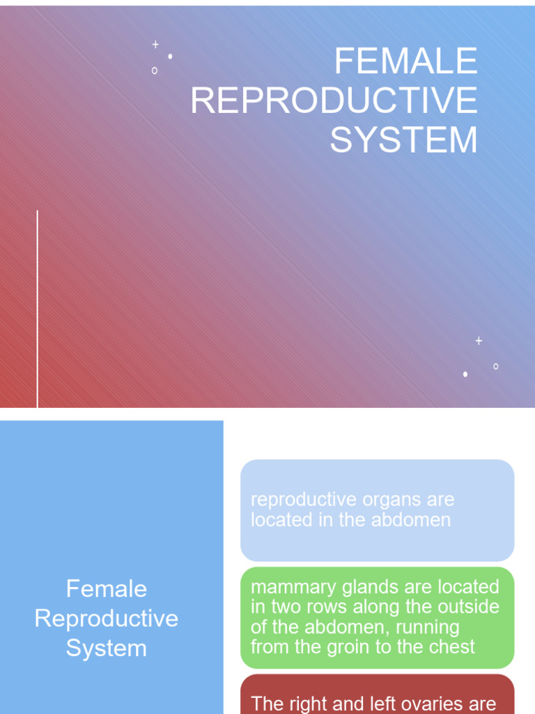 25 Female Reproductive System | PDF | Ovary | Uterus