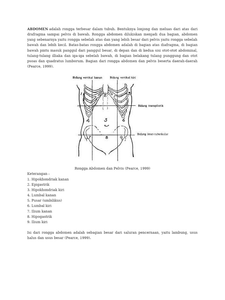 Anatomi Rongga Abdomen dan Pelvis | PDF