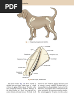 Canine Thoracic Limb Anatomy Overview | PDF | Hand | Elbow