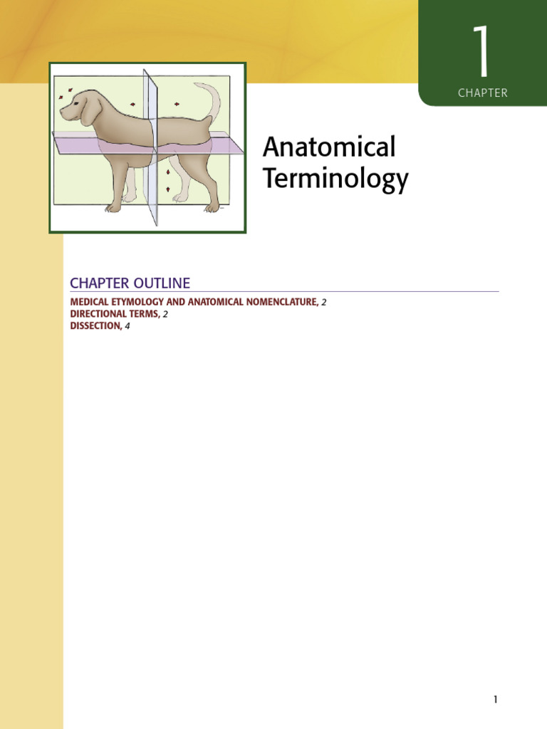 Guide To The Dissection of The Dog 7th Edition Session1 | PDF ...
