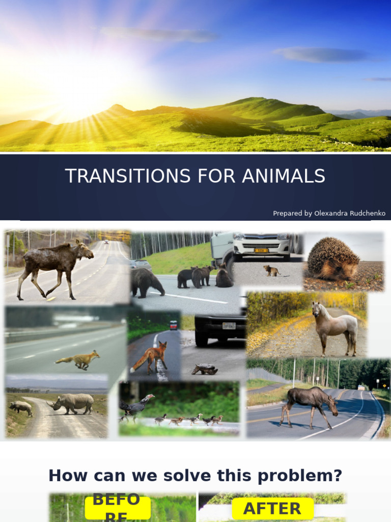 Transitions For Animals | PDF