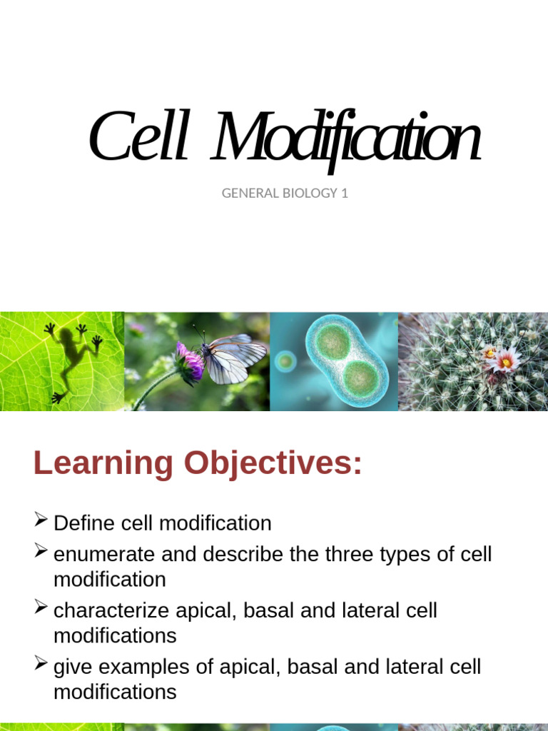 Cellular Modification | PDF | Epithelium | Cell Membrane
