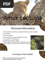 Amur Leopard - Endangered Species | PDF | Leopard | Organisms