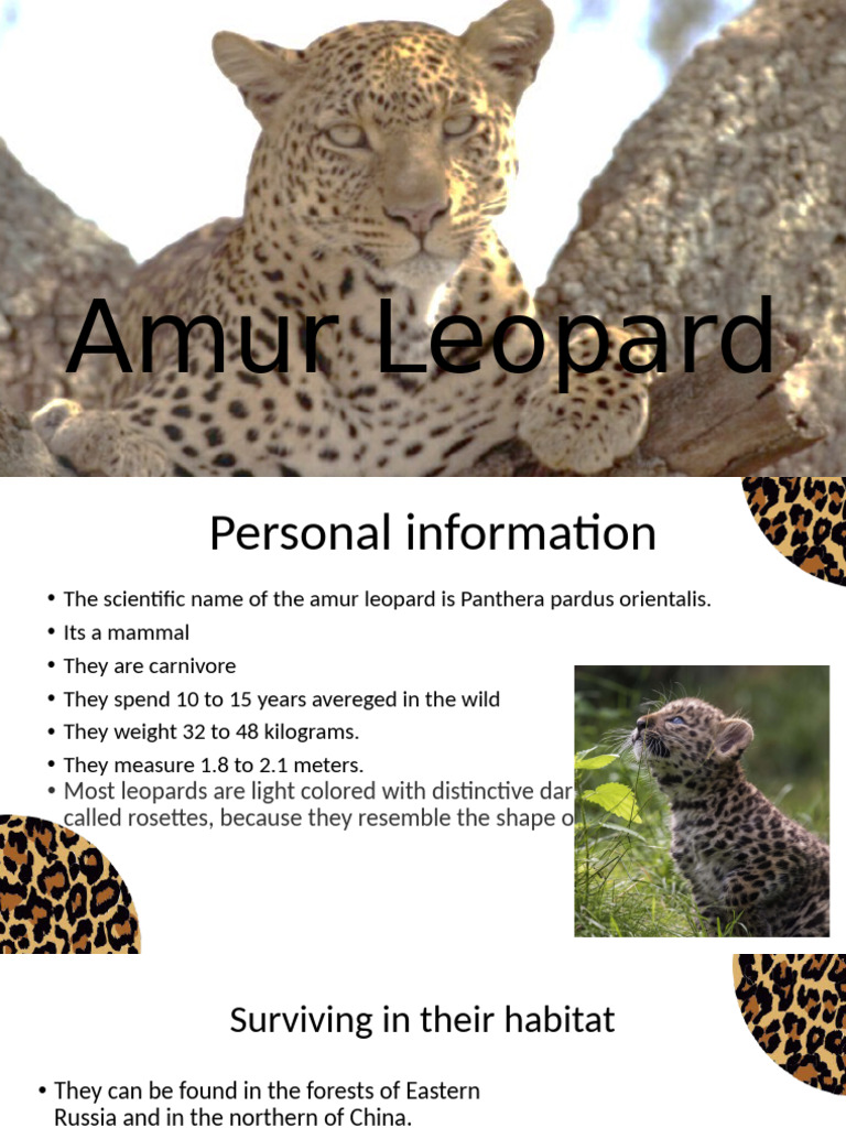 Amur Leopard: Facts and Description | PDF