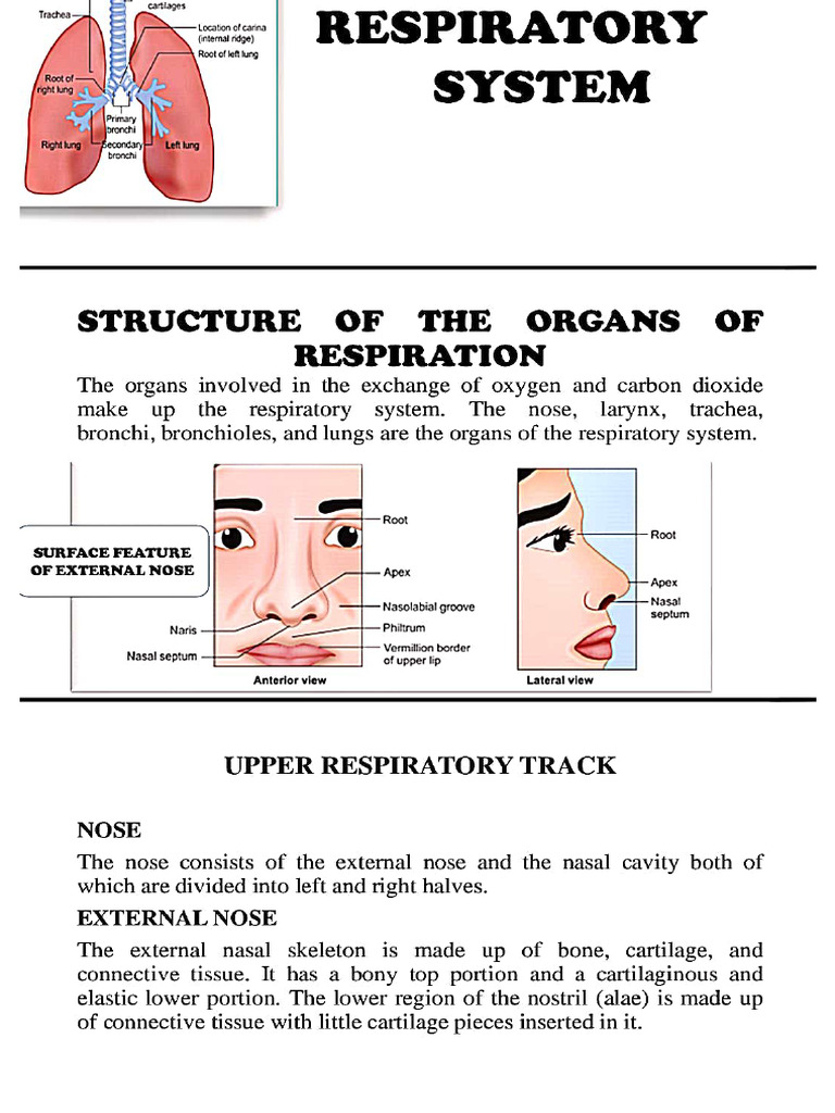 Respiratory System | PDF