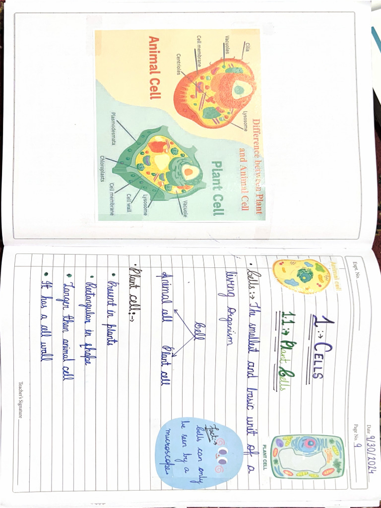 Plant Cell Cambridge Science Chapter 1.1 Notes With Question and ...