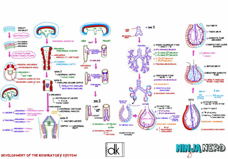 Embryology) 14 Development of The Respiratory System - Key | PDF