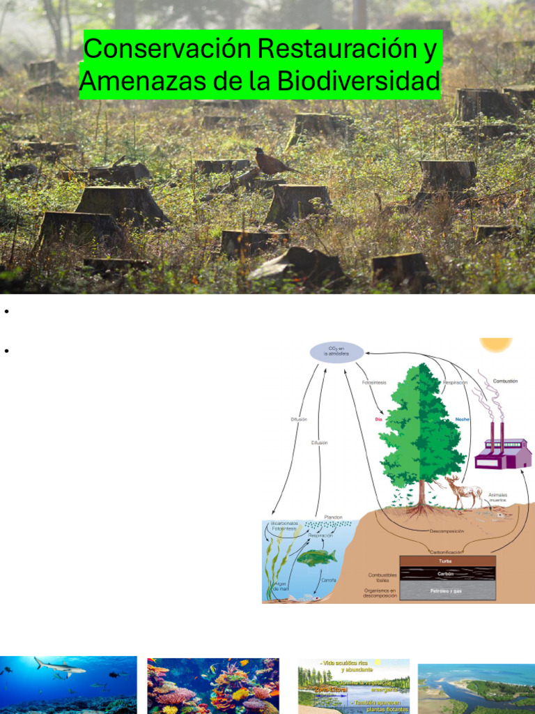 Conservación Restauración y Amenazas de La Biodiversidad 2 | PDF | Ecosistema | Ecosistema acuático