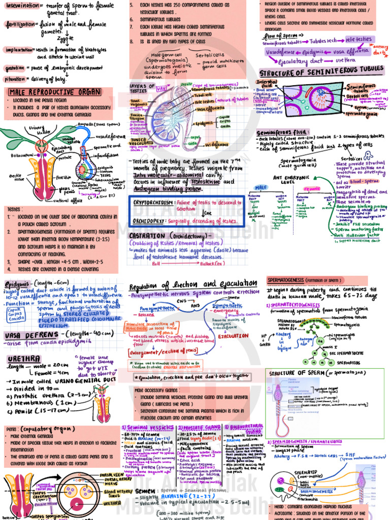 Most Amazing & Concise LMR Human Reproduction | PDF | Fertilisation ...