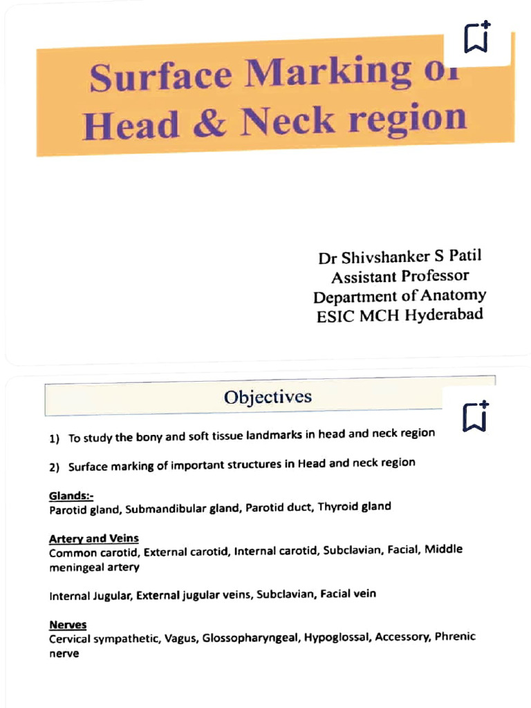 Surface Marking Head and Neck | PDF | Common Carotid Artery | Neck