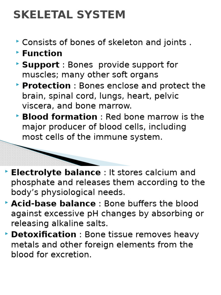 BONE | PDF | Bone | Osteoblast