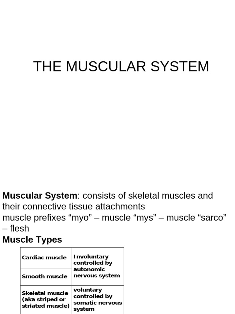 AP10MuscularSystem | PDF | Human Leg | Foot