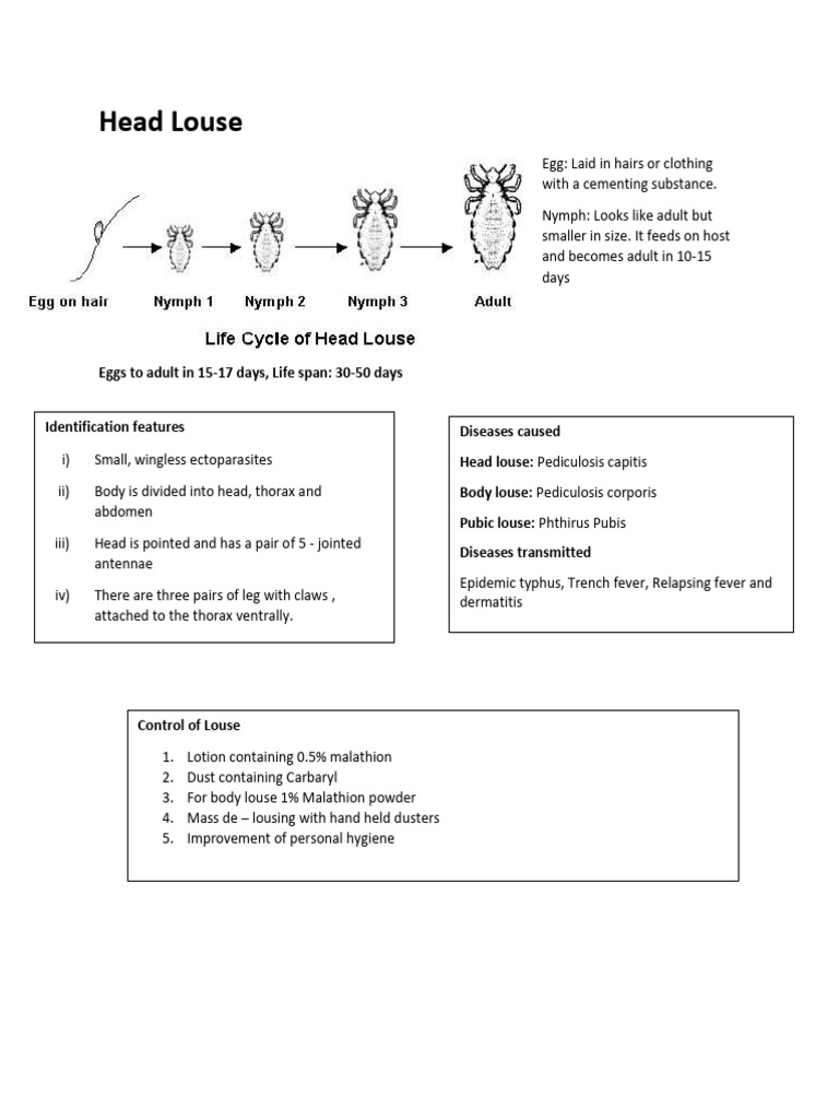 Head Louse | PDF